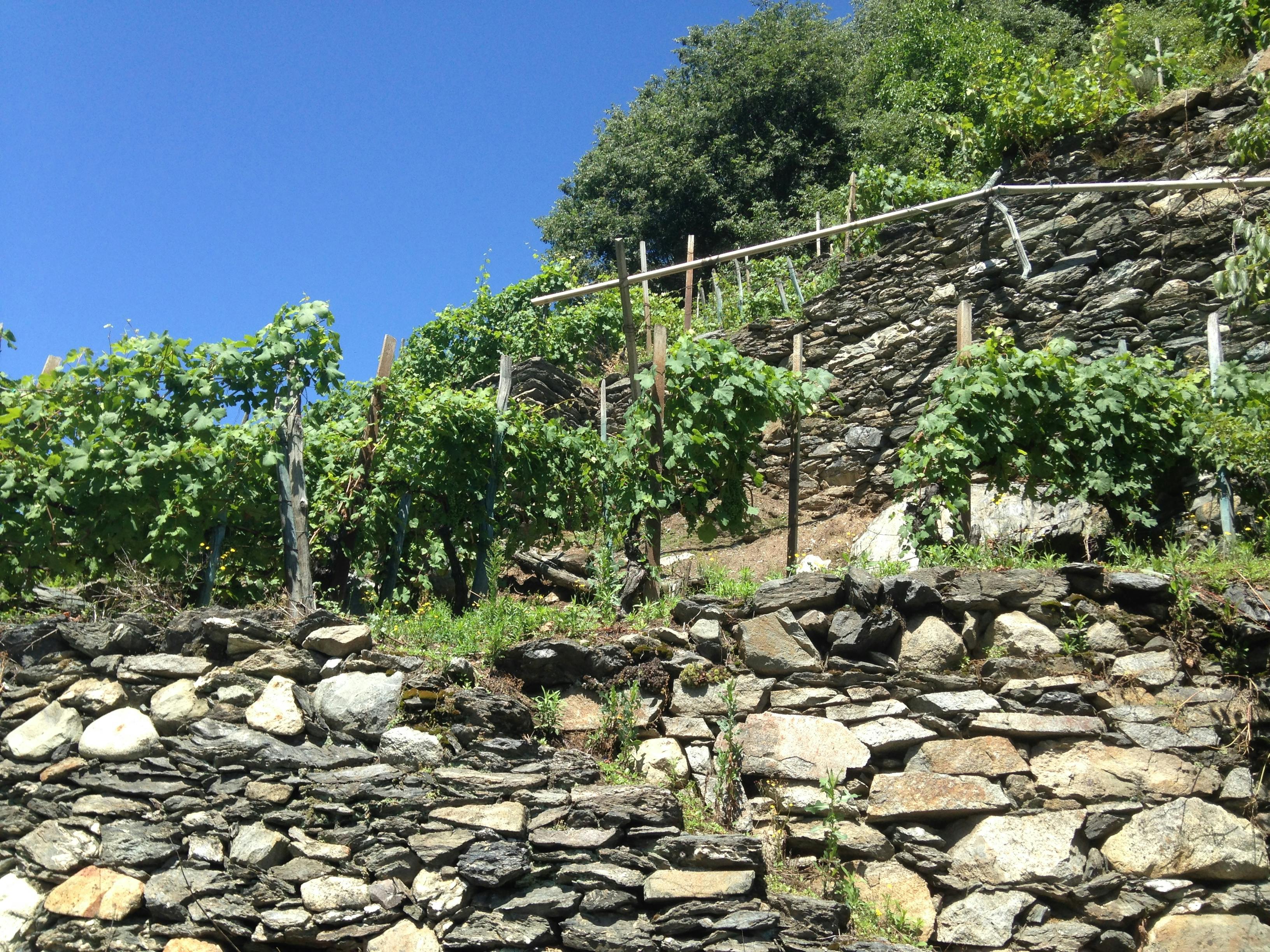 Barbacàn | Caratello Weine